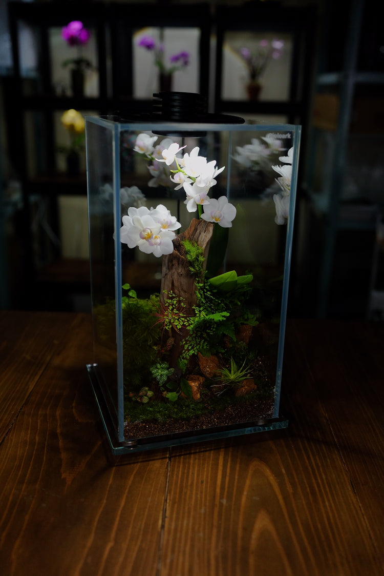The New Aesthetics of Terrariums 完成品（オーダー品） – Bioloark Japan